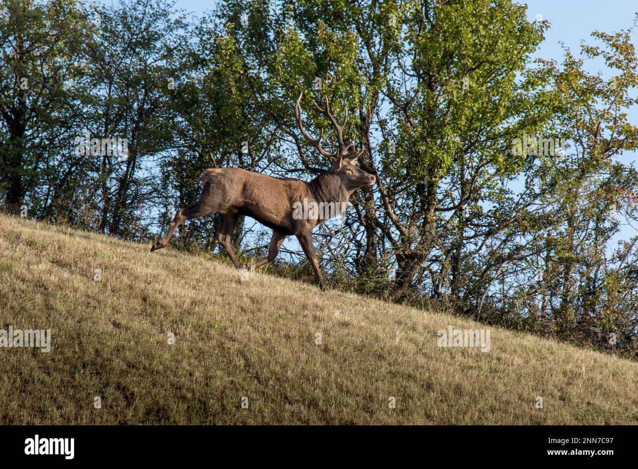 Italian deer photographed in the wild Stock Photo - Alamy