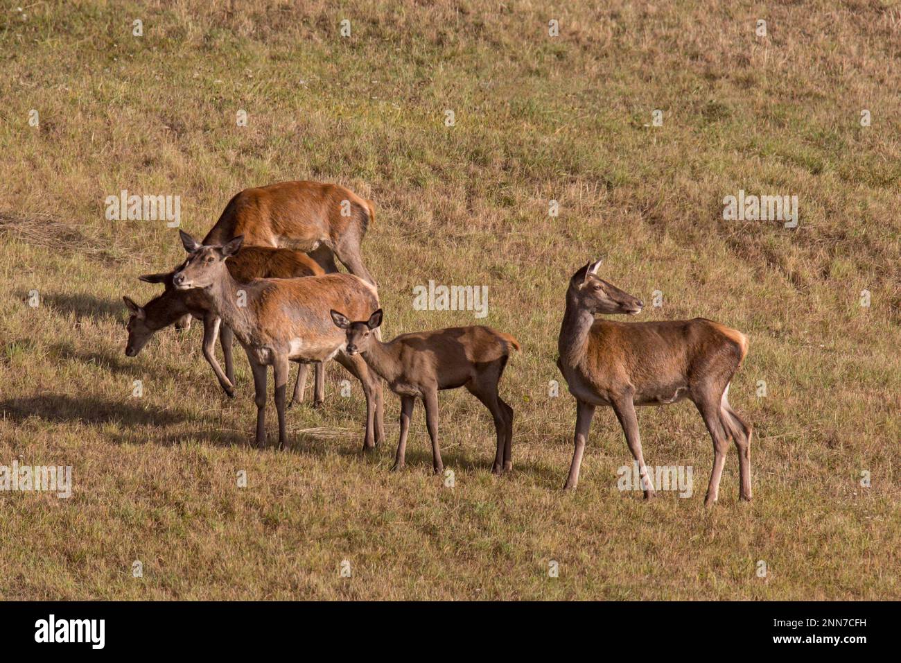 Italian deer photographed in the wild Stock Photo - Alamy