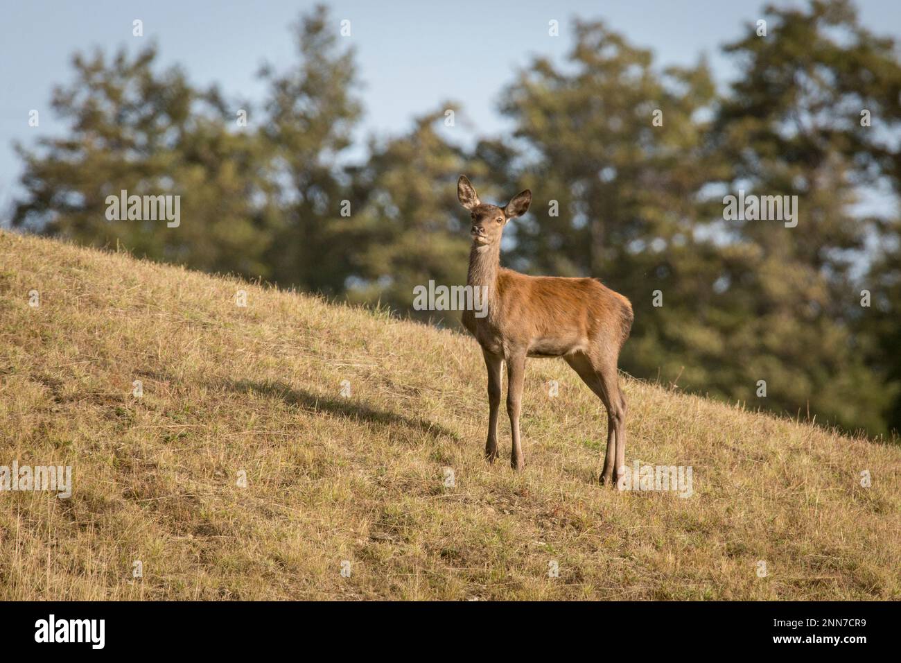 Italian deer photographed in the wild Stock Photo - Alamy