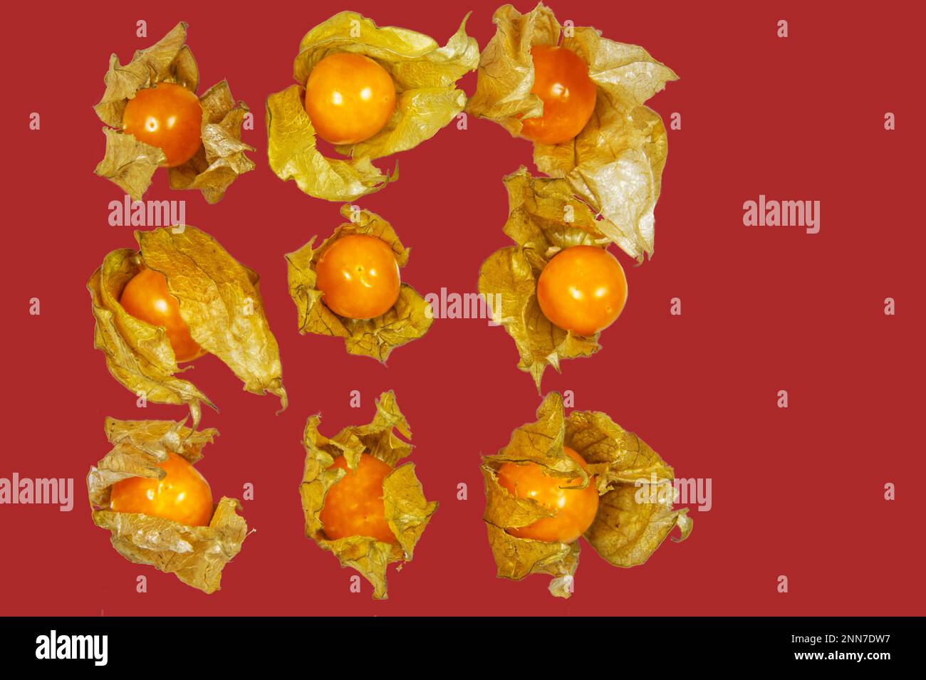 Above view of many physalis fruits in orange color arranged in rows ...