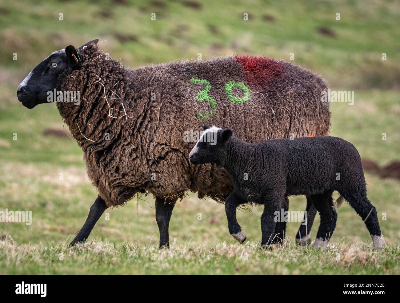 Lauder, Scottish Borders, Scotland. Images of young Zwarbles lambs and ...