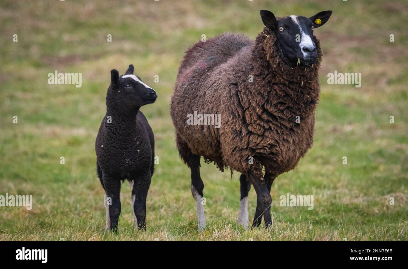 Lauder, Scottish Borders, Scotland. Images of young Zwarbles lambs and ...