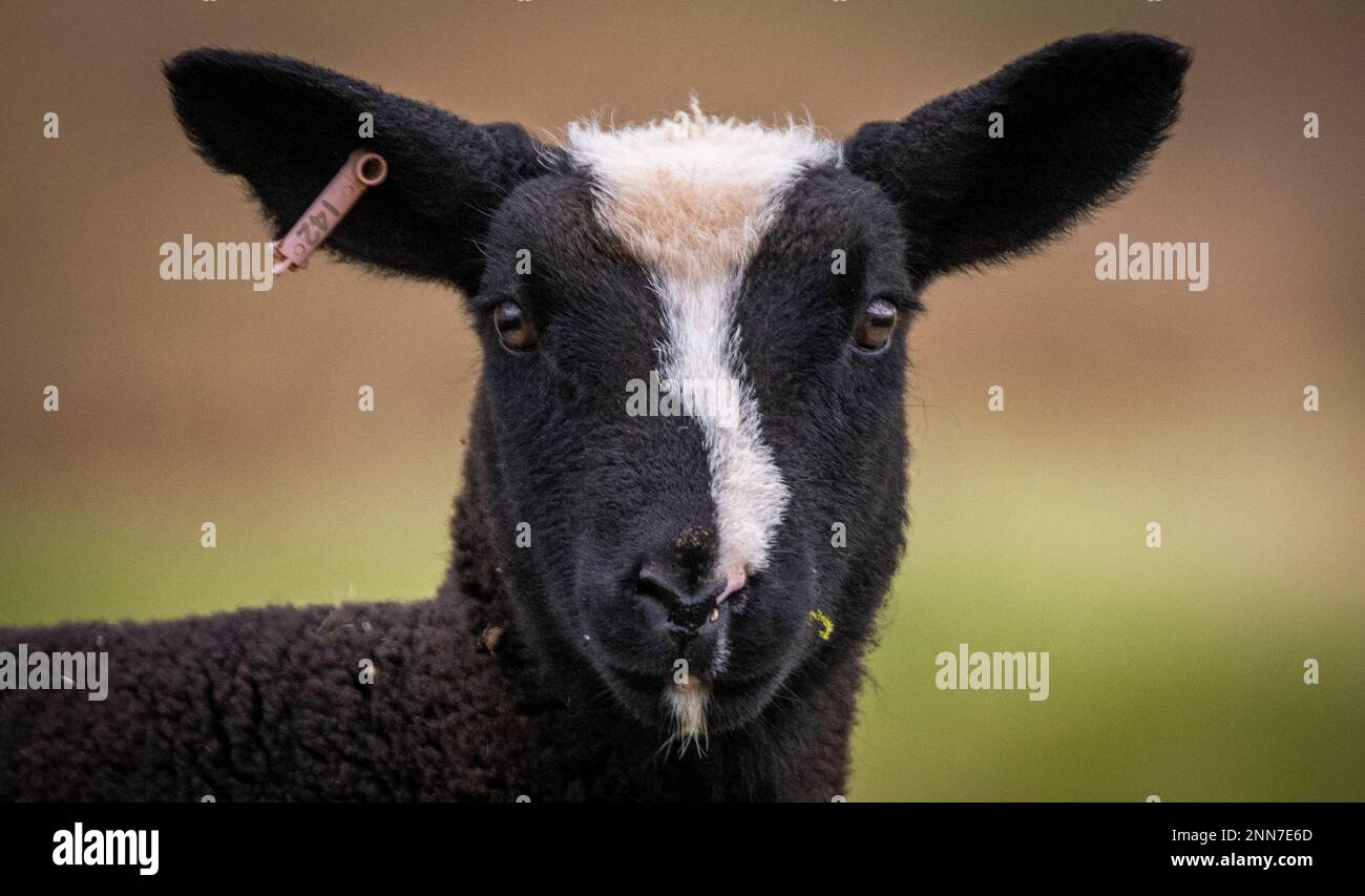 Lauder, Scottish Borders, Scotland. Images of young Zwarbles lambs and ...