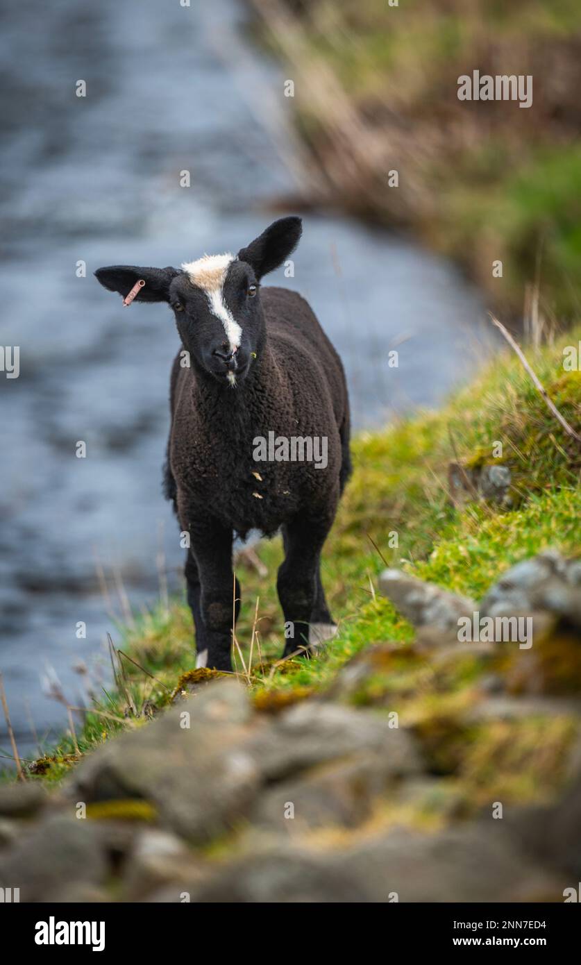 Lauder, Scottish Borders, Scotland. Images of young Zwarbles lambs and ...