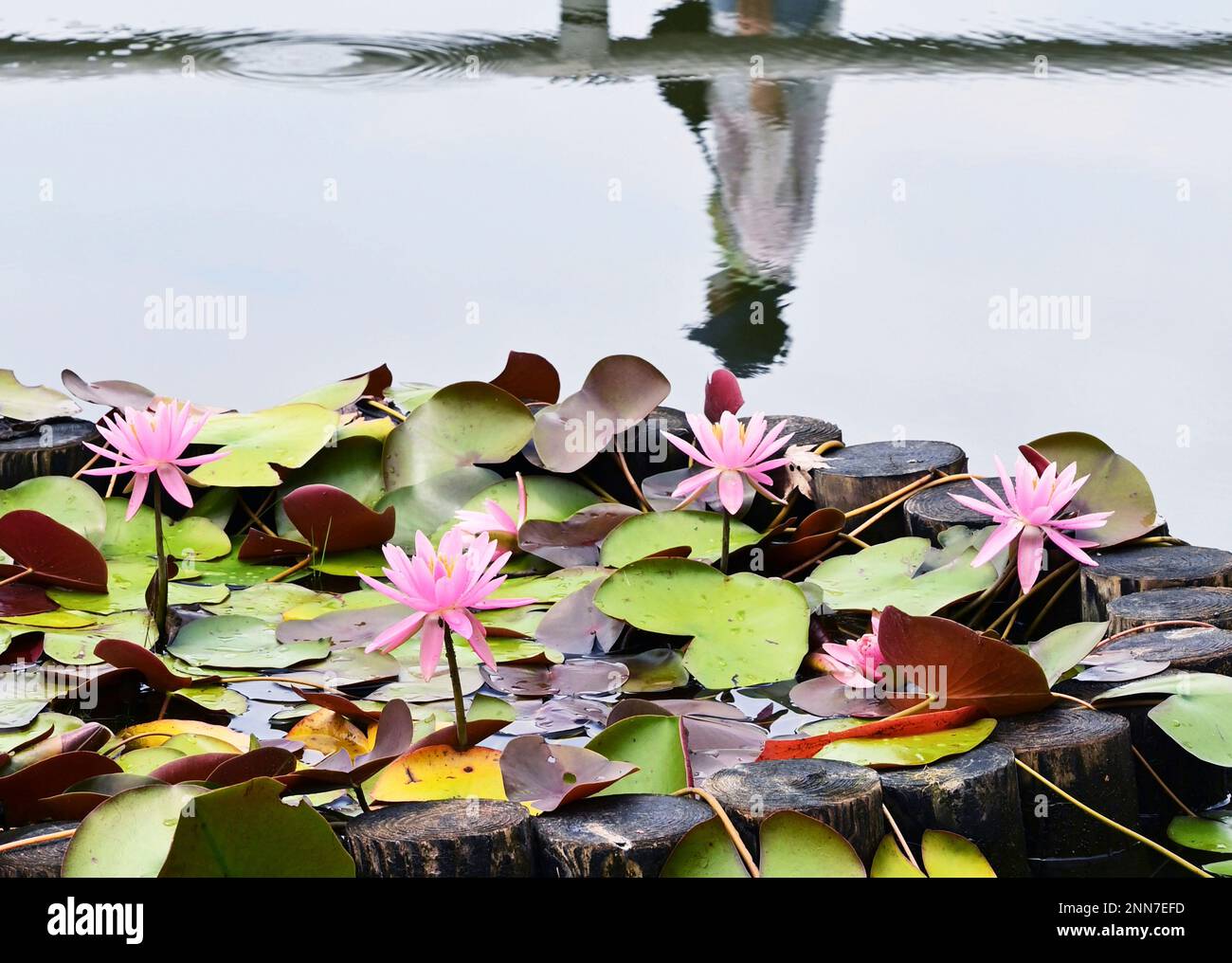 The flowers of water lily (Nymphaea) are in full blooms at Showa Kinen ...