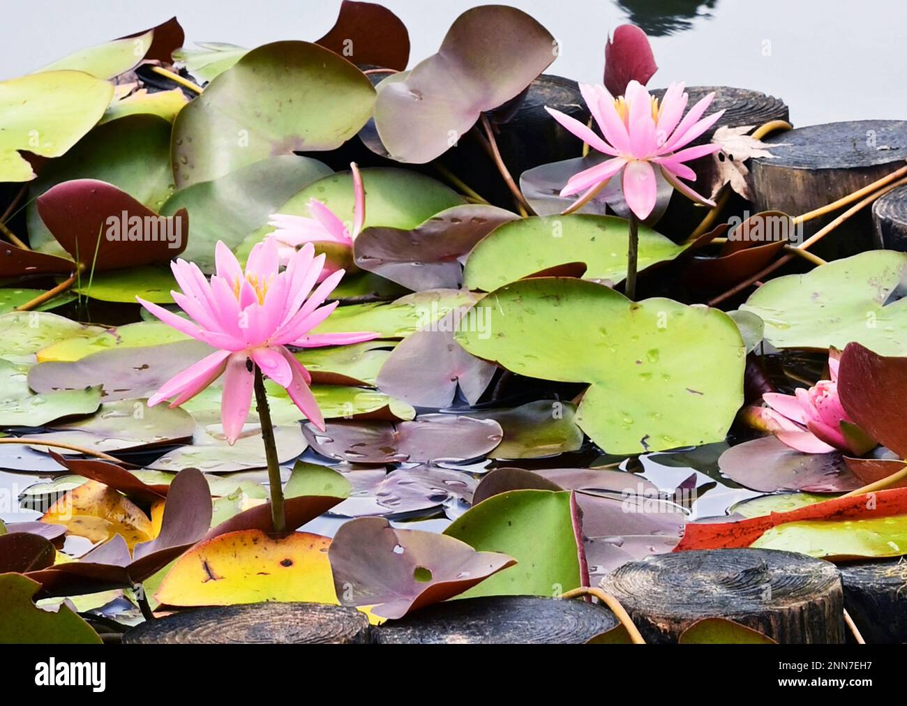 The flowers of water lily (Nymphaea) are in full blooms at Showa Kinen ...