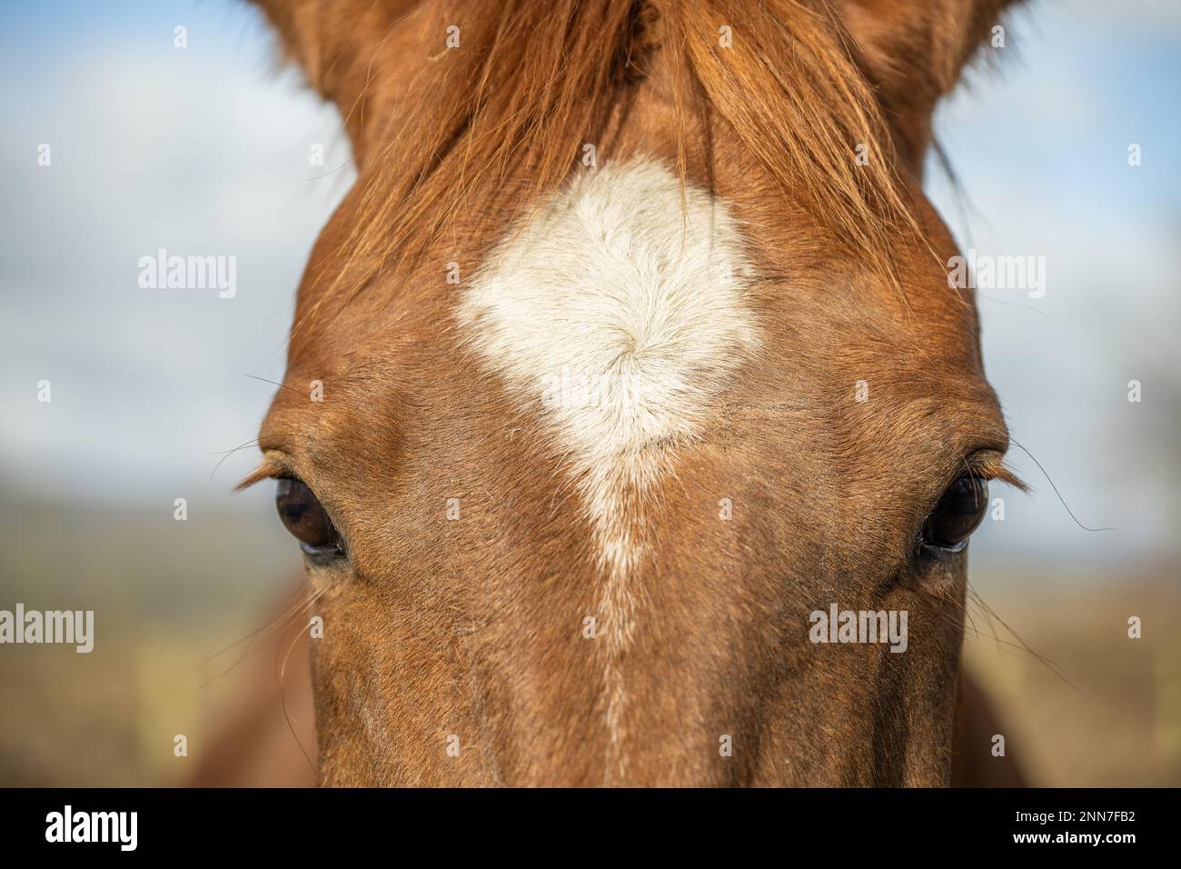 close up of the forehead facial marking of a thoroughbred race horse ...