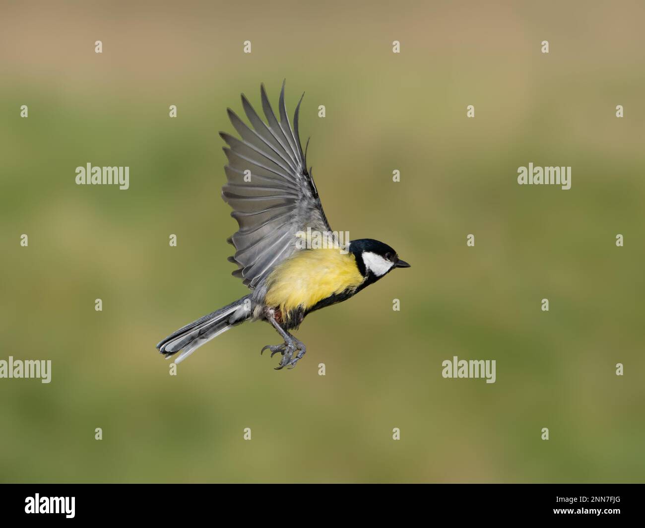 Parus major Great tit male female eurasian passerine bird flying with ...