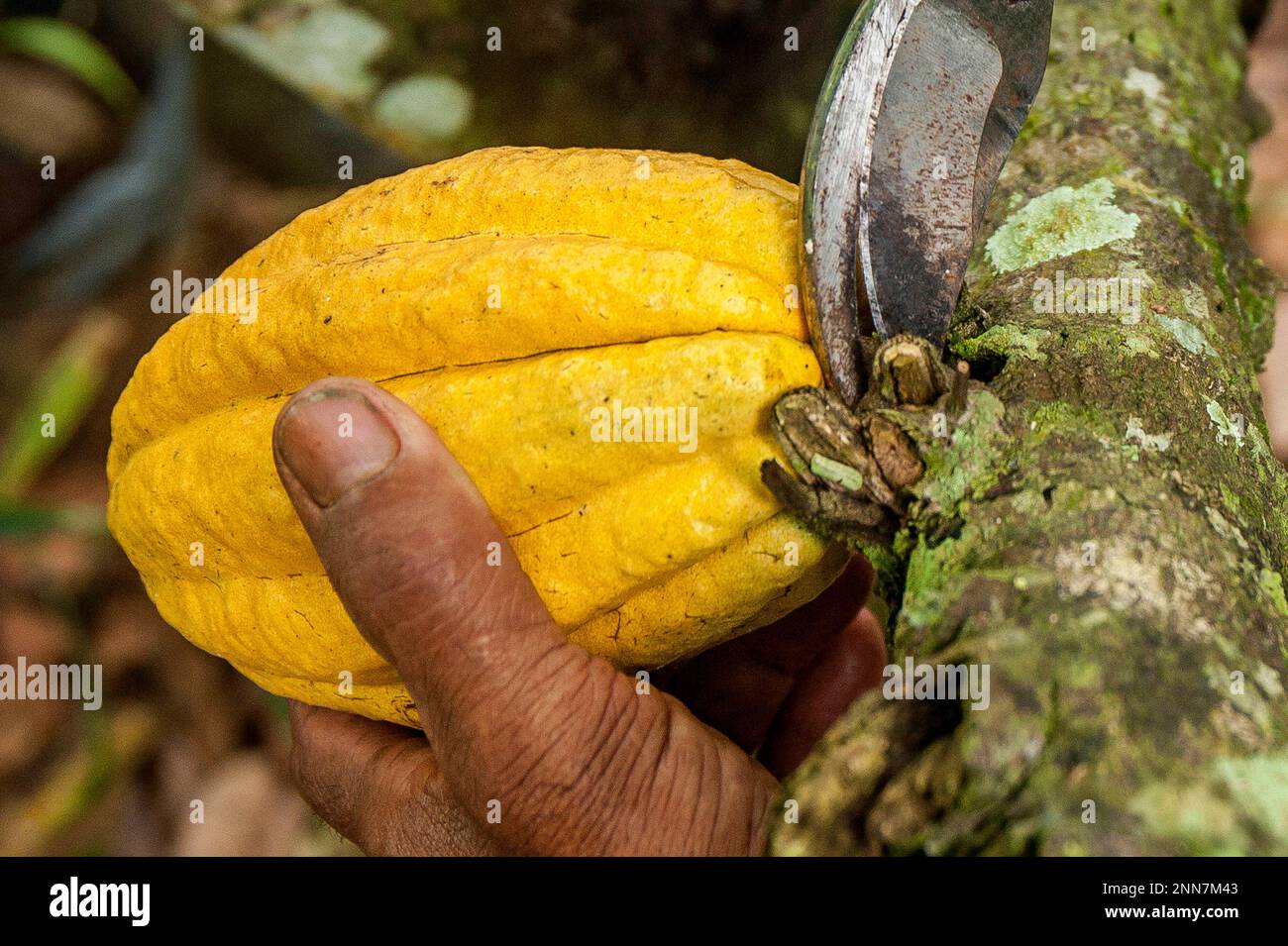 Yogyakarta, Indonesia. 25th Feb, 2023. A farmer picks a cocoa fruit in ...