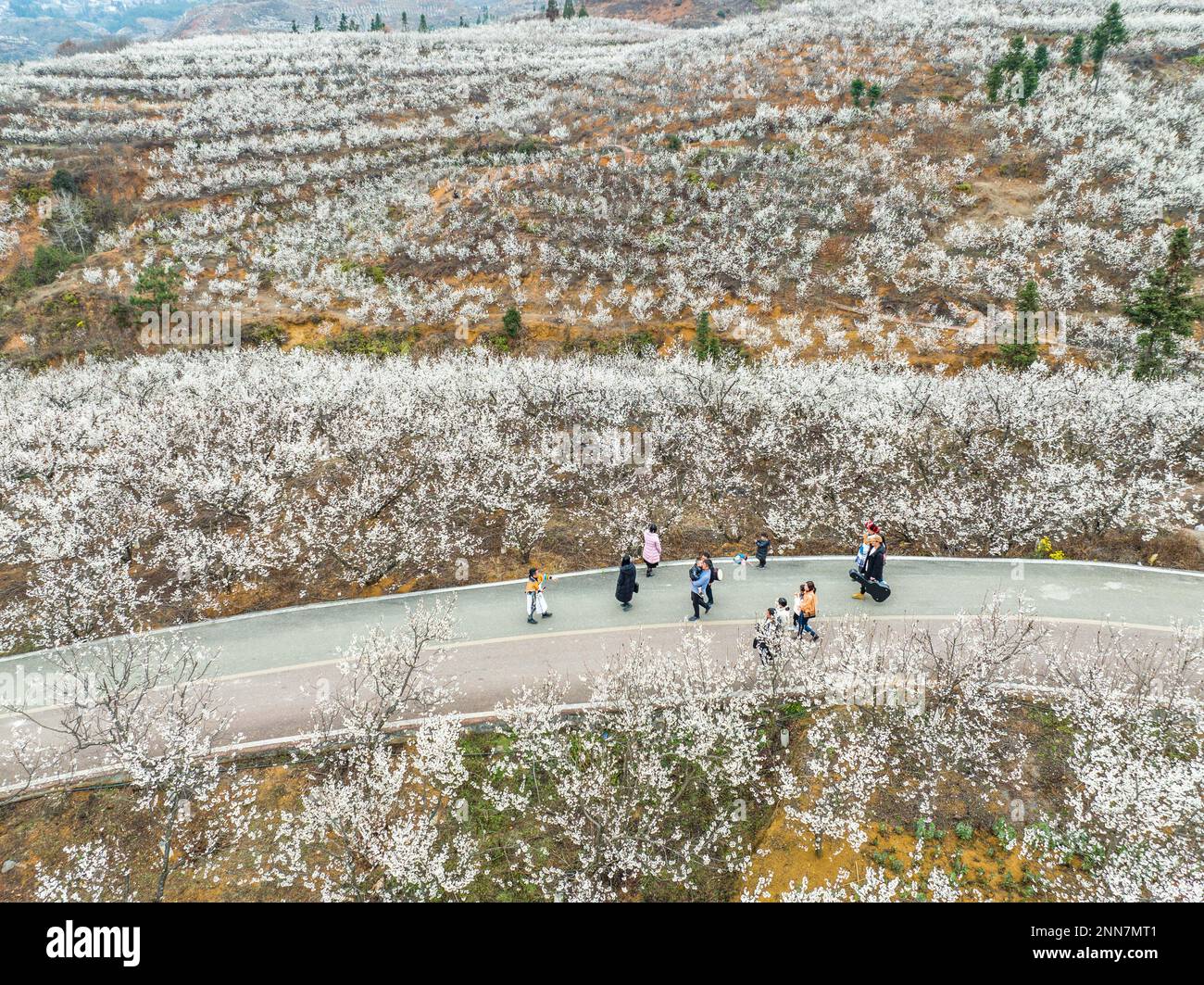 BIJIE, CHINA - FEBRUARY 25, 2023 - Tourists view cherry blossoms in ...