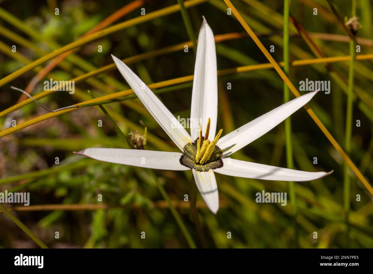 African star flower hi-res stock photography and images - Alamy