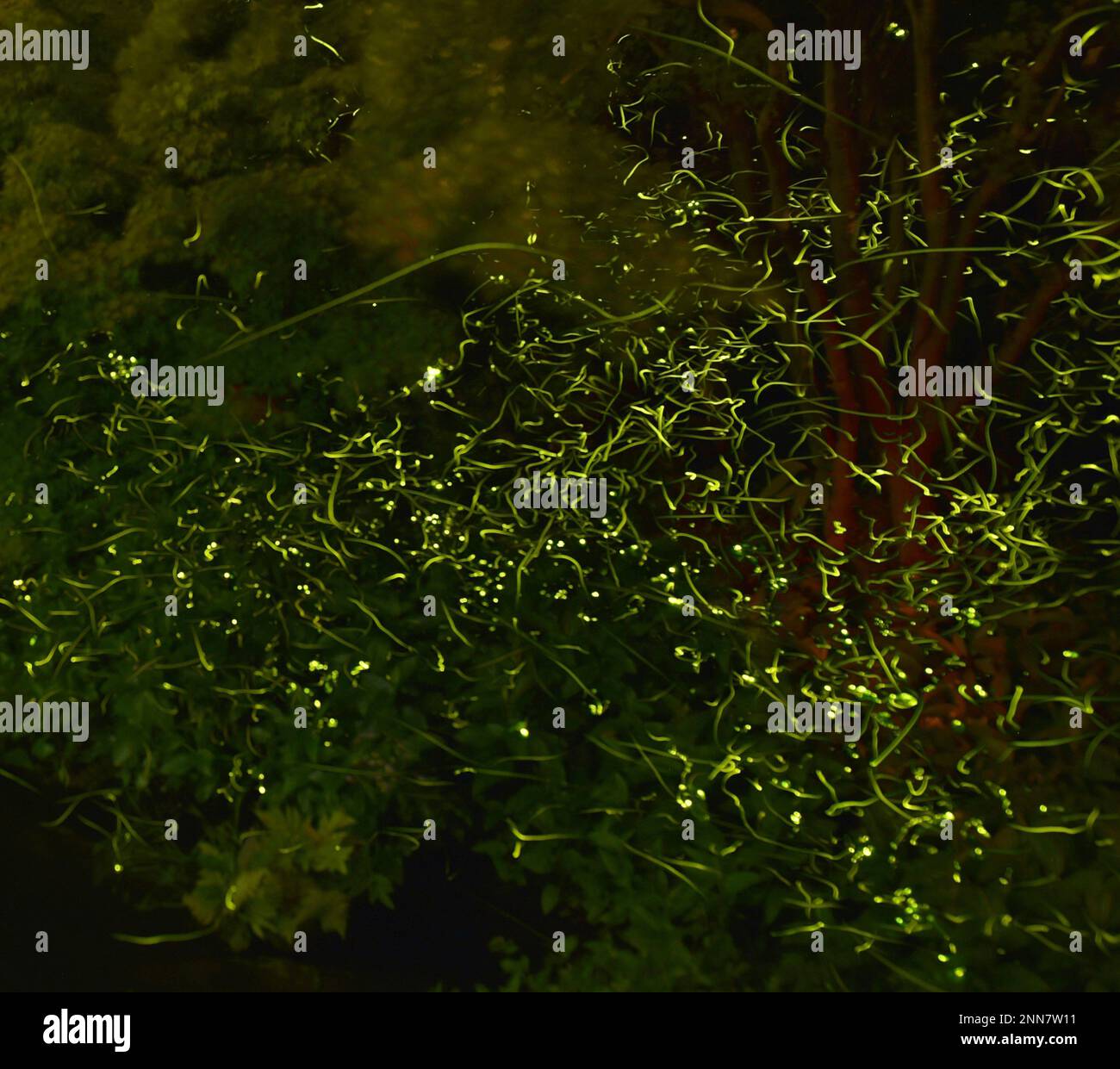 A composite photo shows flying fireflies while shining their faint ...