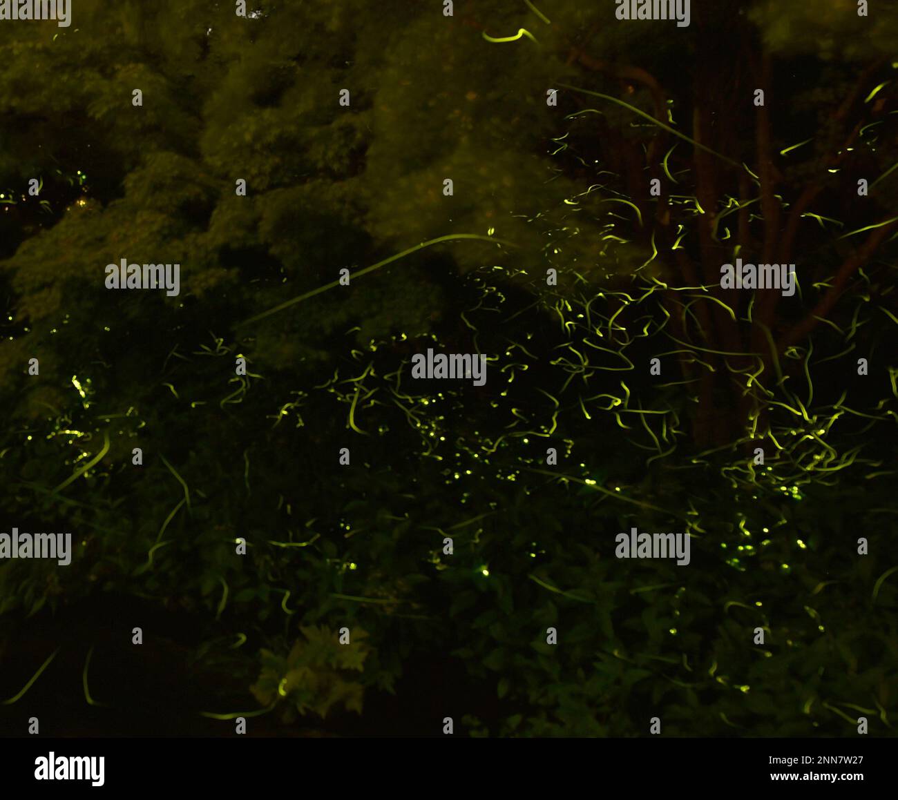 A composite photo shows flying fireflies while shining their faint ...