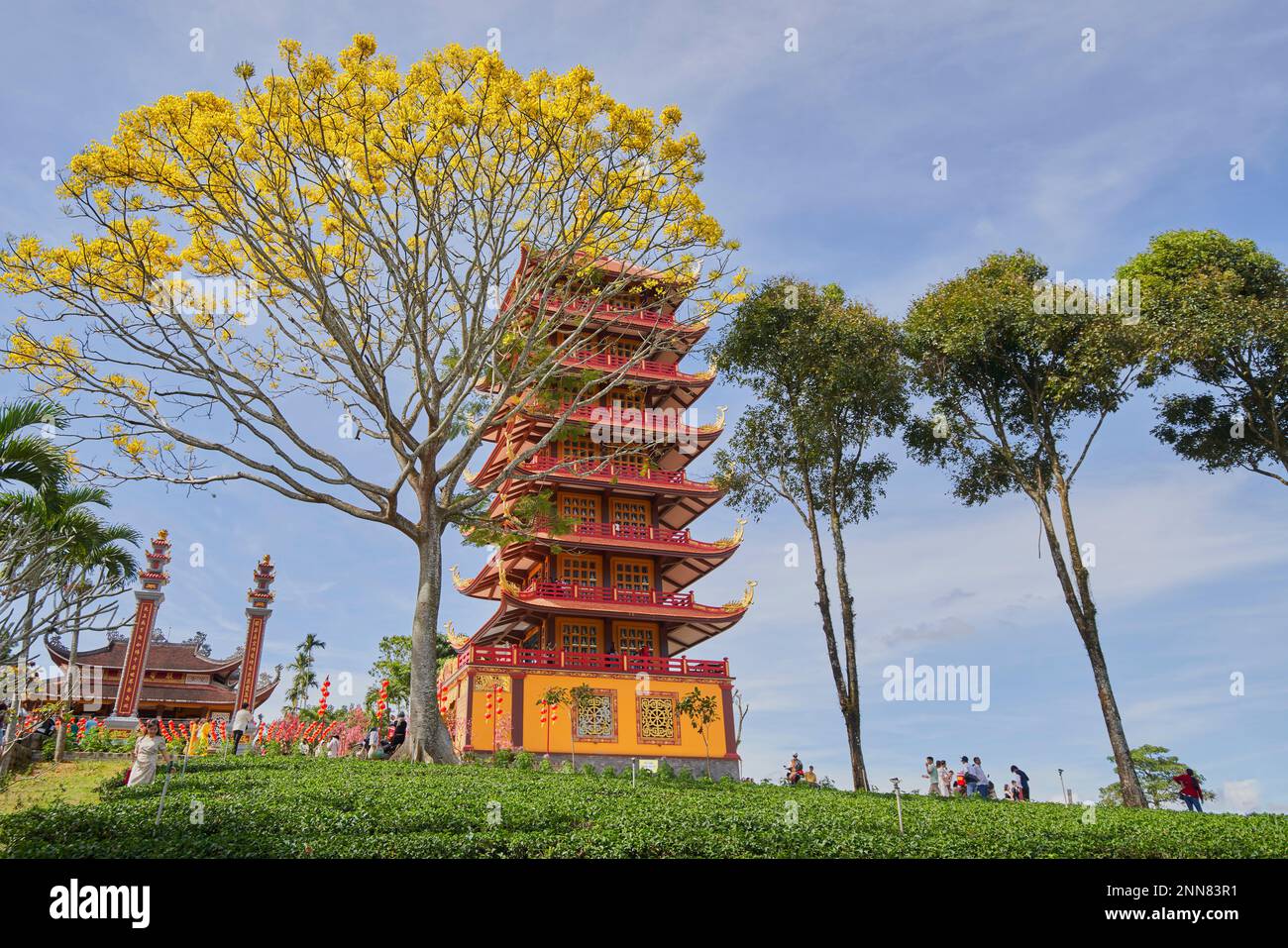 Yellow scallop flowers hi-res stock photography and images - Alamy