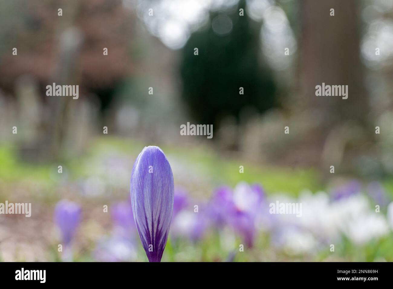 Crocus pathway southampton old cemetery hi-res stock photography and ...