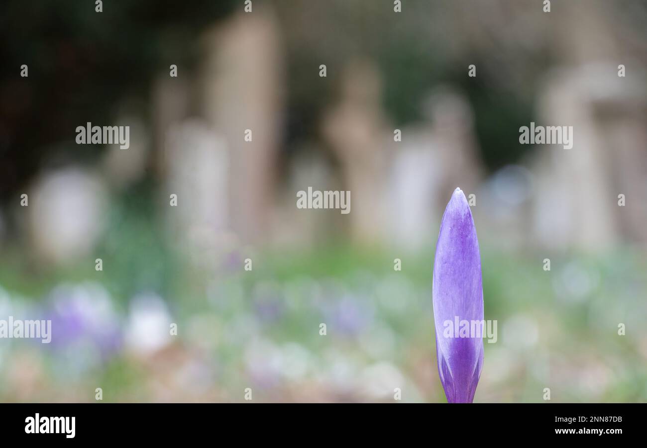 Crocus pathway southampton old cemetery hi-res stock photography and ...