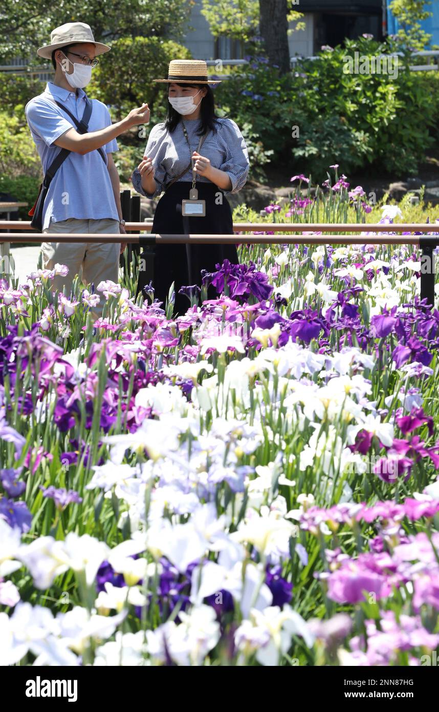 Japanese irises are in full bloom in Horikiri Shobuen park in ...