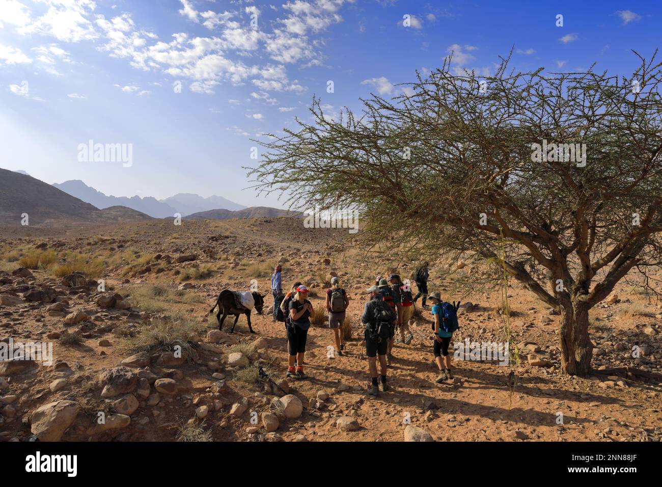 Walkers in the Hamada rocky landscape in Wadi Feynan, Al-Sharat, Wadi ...