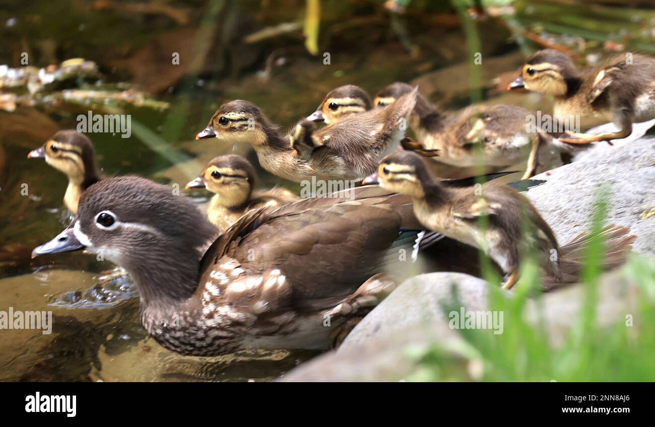 Babies of mandarin duck (Aix galericulata) with their mother are seen ...