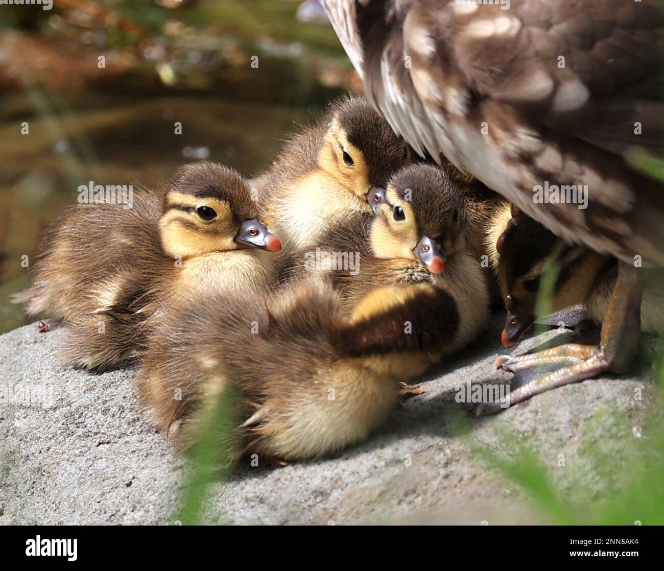 Babies of mandarin duck (Aix galericulata) are seen in Sapporo City ...