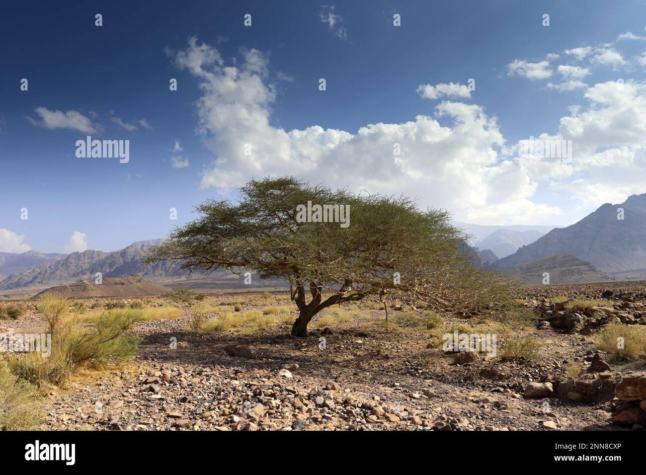 View over the Hamada rocky landscape in Wadi Feynan, Al-Sharat, Wadi ...