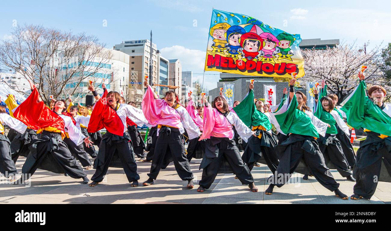 Japanese team of Yosakoi dancers with naruko, dancing in yukata long ...