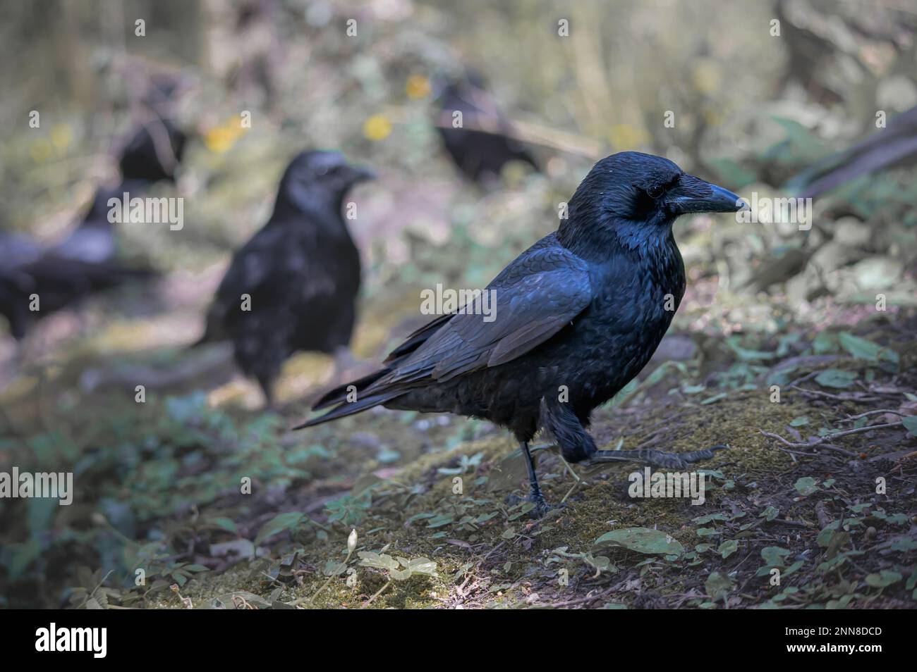 Black Crow walking. Side view of Carrion crow on the ground. Corvus ...