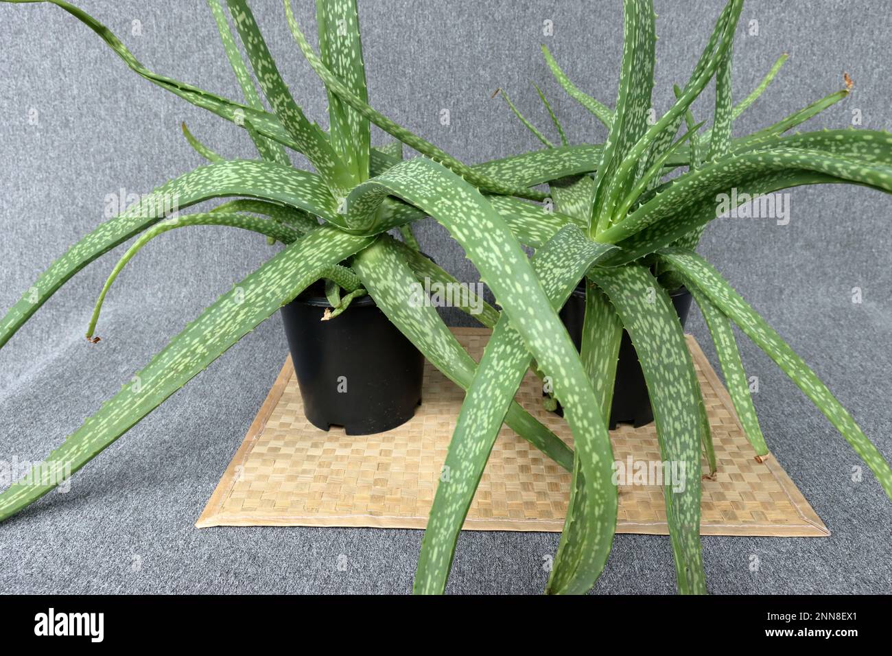 Two potted aloe vera plants on a gray surface Stock Photo - Alamy