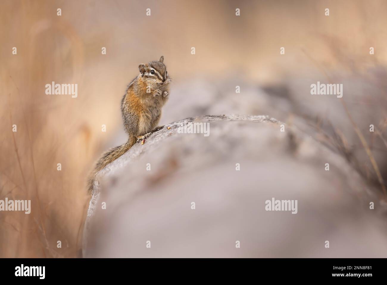 Character chipmunk hi-res stock photography and images - Alamy