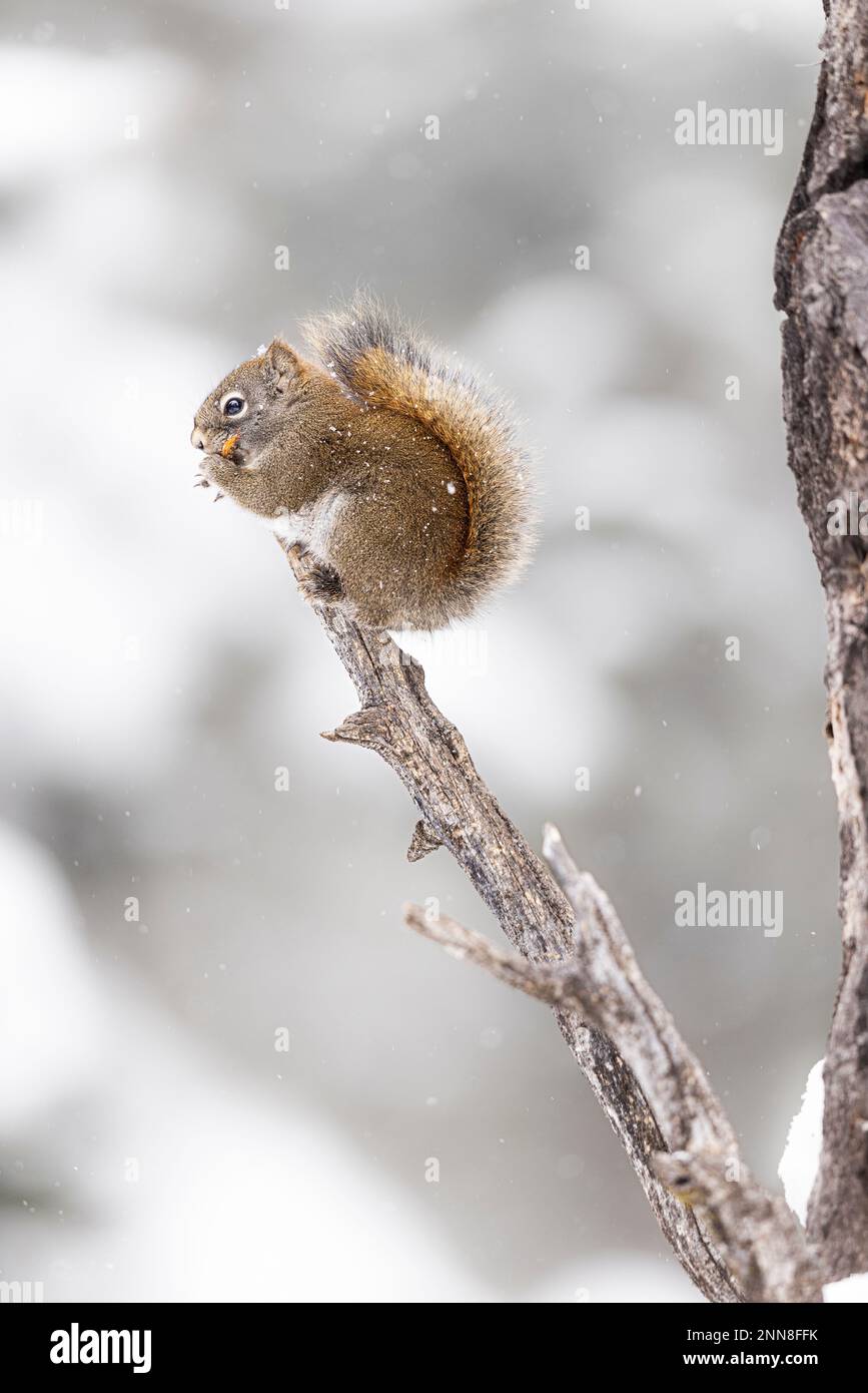 Red Squirrel sitting in a tree Stock Photo - Alamy