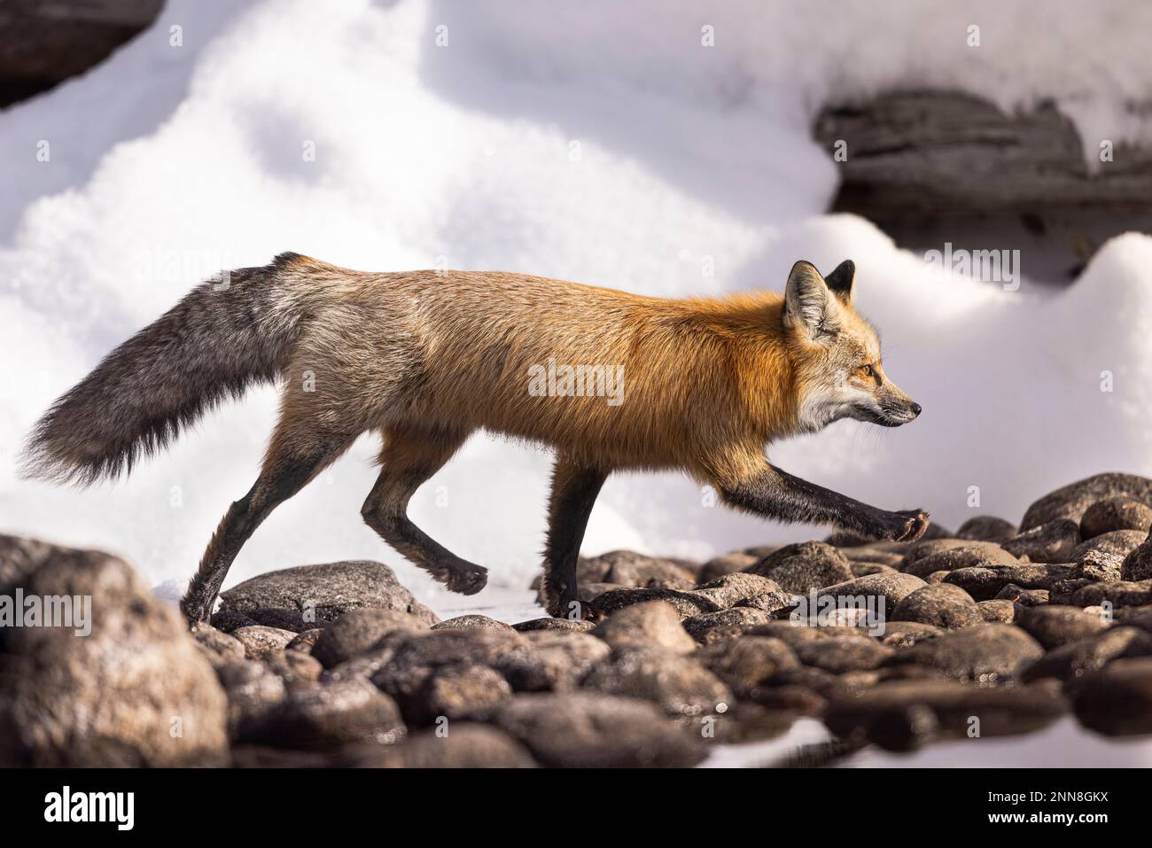 Red fox snow hi-res stock photography and images - Alamy