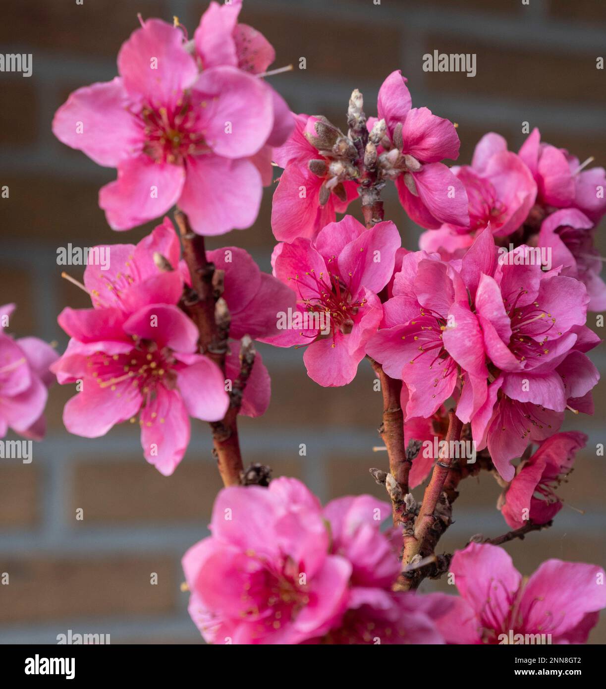 Close up of Prunus Persica (Amygdalus Persica) in bloom. In the ...