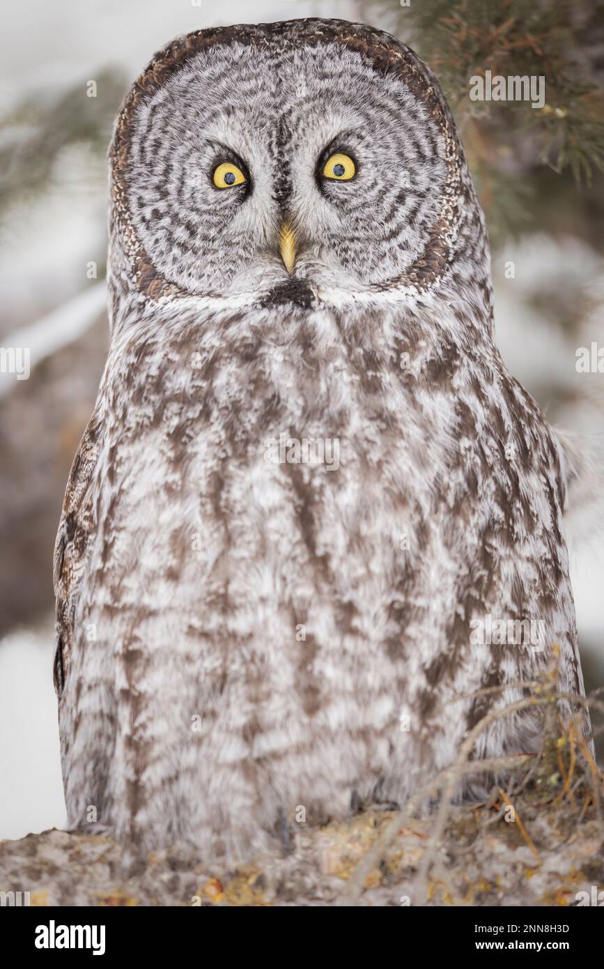 Great Grey Owl sitting in a tree Stock Photo - Alamy