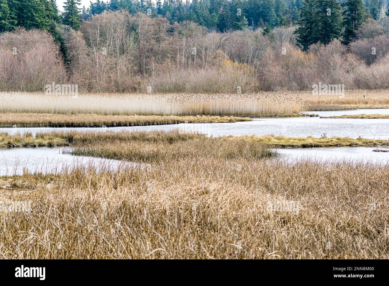 Edmonds marsh hi-res stock photography and images - Alamy