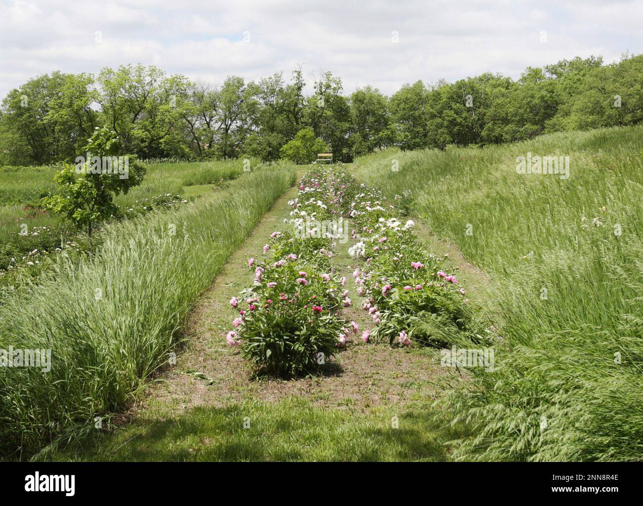 Rows of plants make up some of the five acres of peonies on May 27 ...