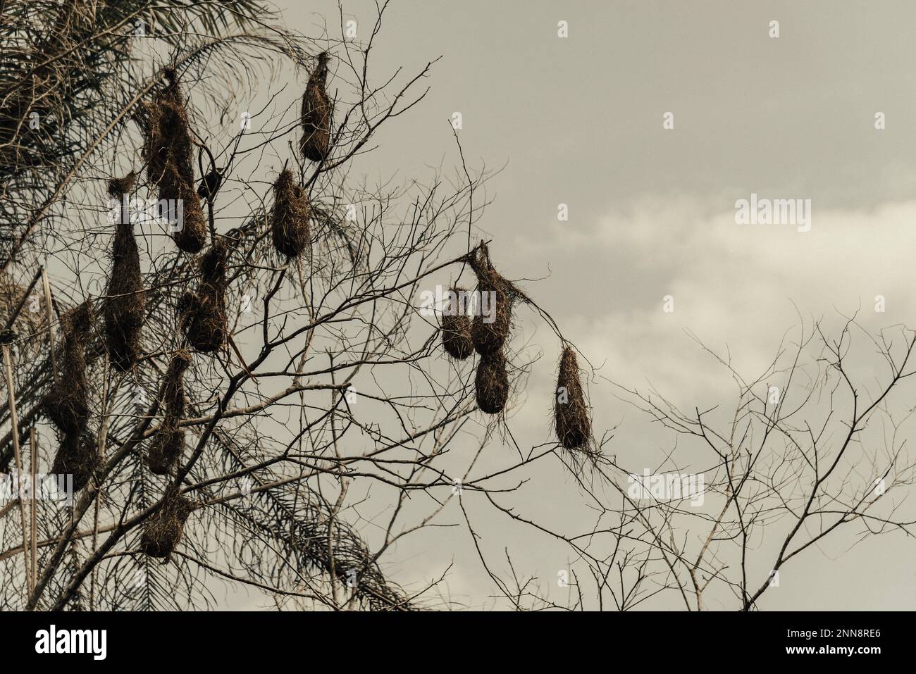 Bird nests hanging from branches of a tree. Rural area of Valença ...