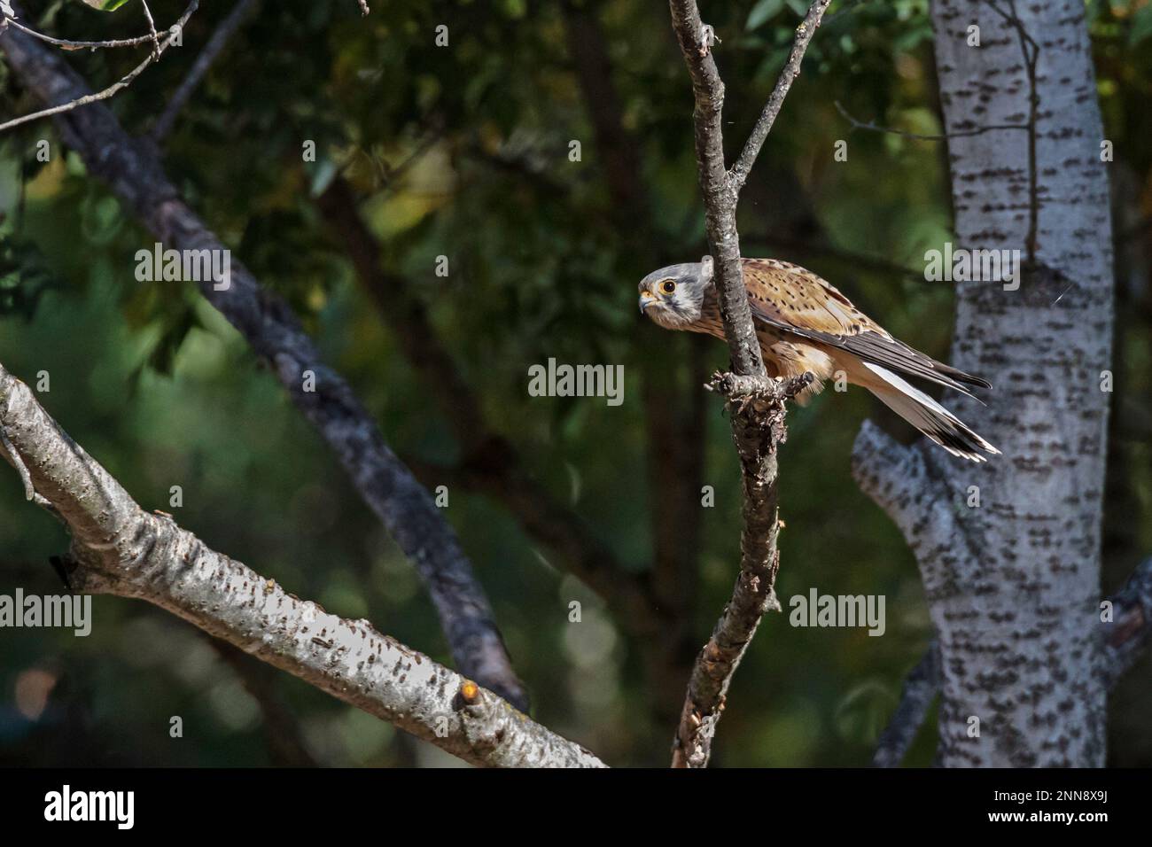 Birds of Italy living in freedom Stock Photo - Alamy
