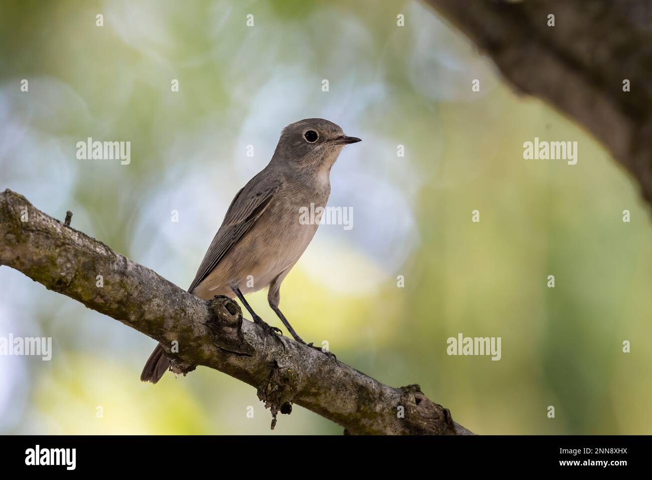 Birds of Italy living in freedom Stock Photo - Alamy