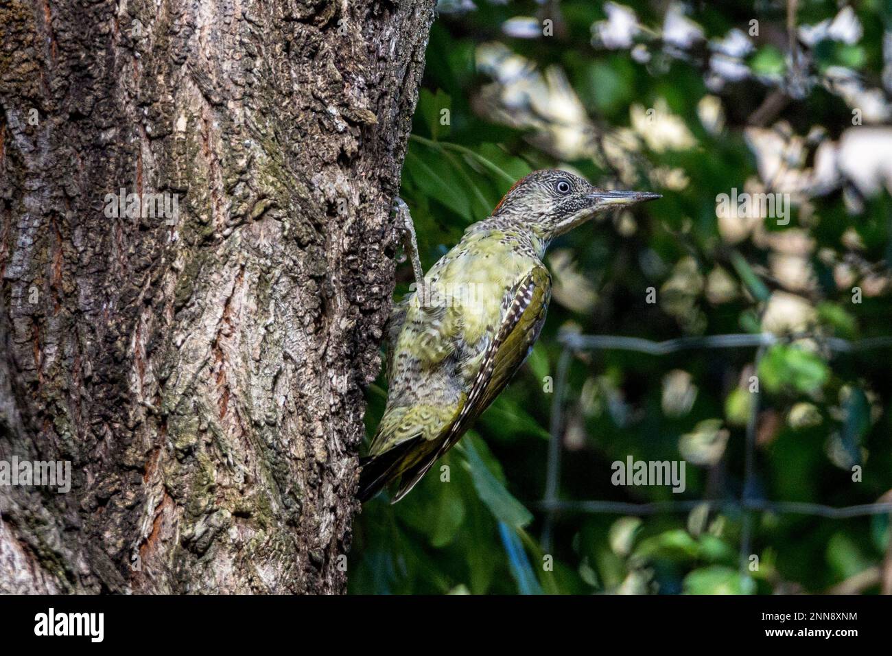 Birds of Italy living in freedom Stock Photo - Alamy
