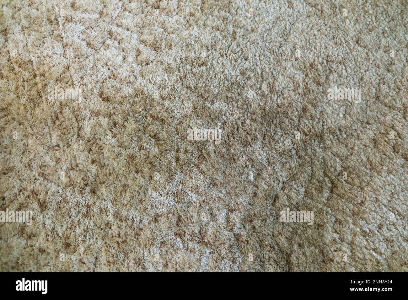 Old and dirty brown shag carpet from a 1970's home house that needs to ...