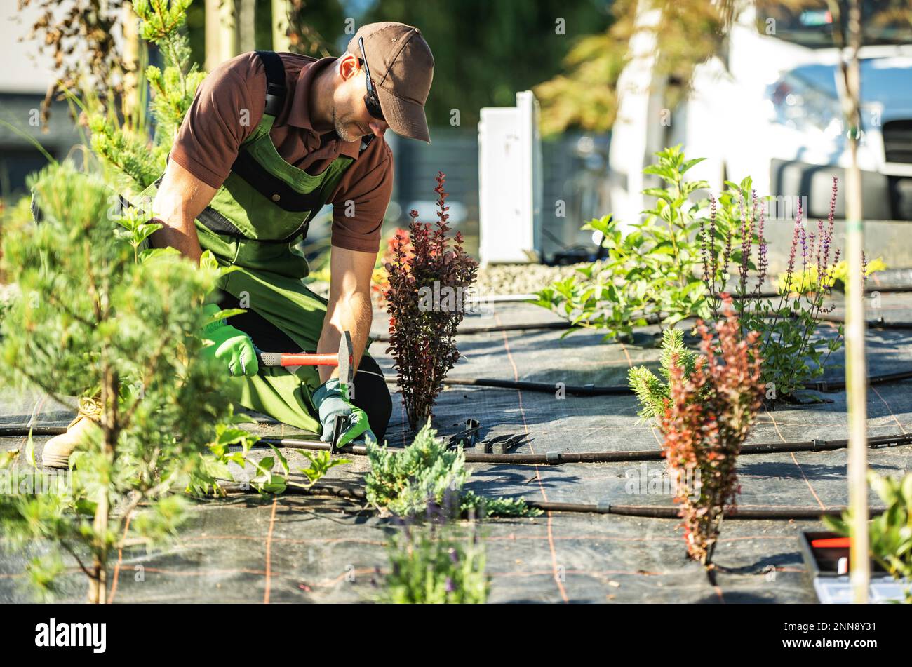 Professional Caucasian Gardener Installing Drip Line Low Flow ...