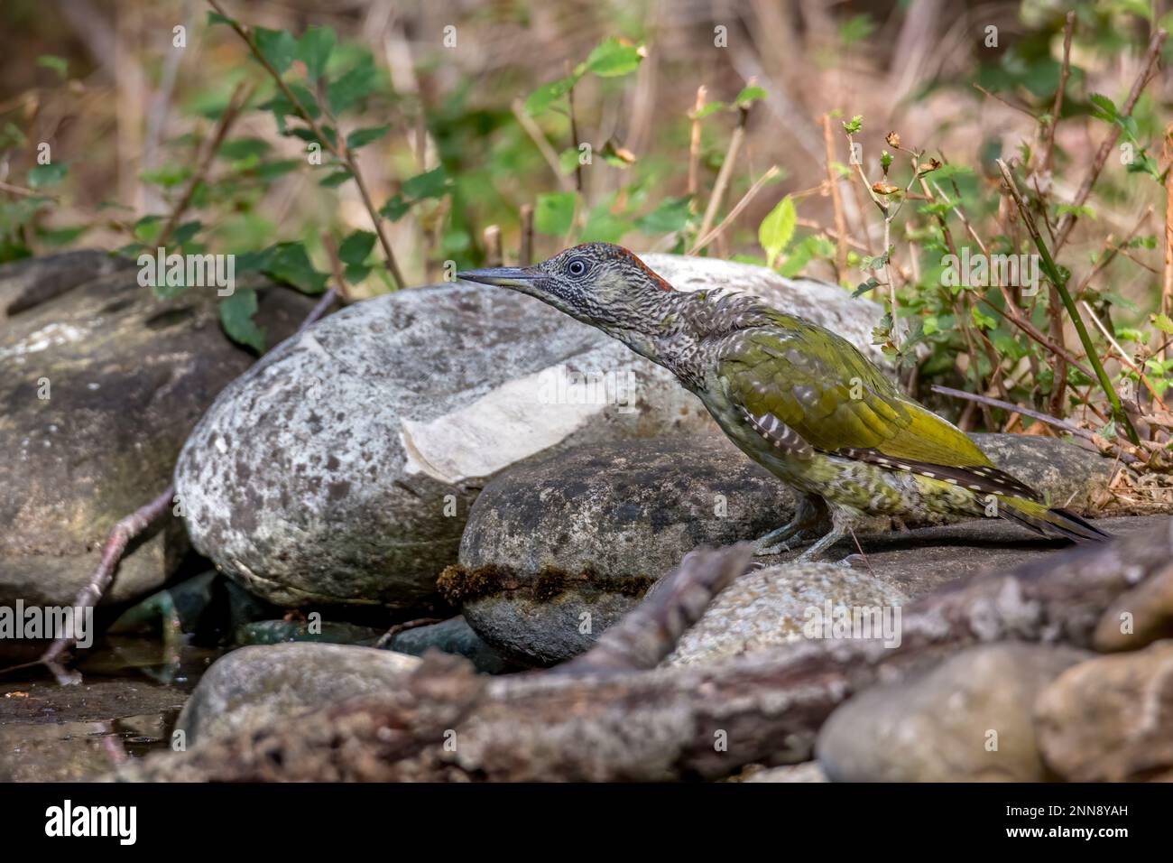 Birds of Italy living in freedom Stock Photo - Alamy