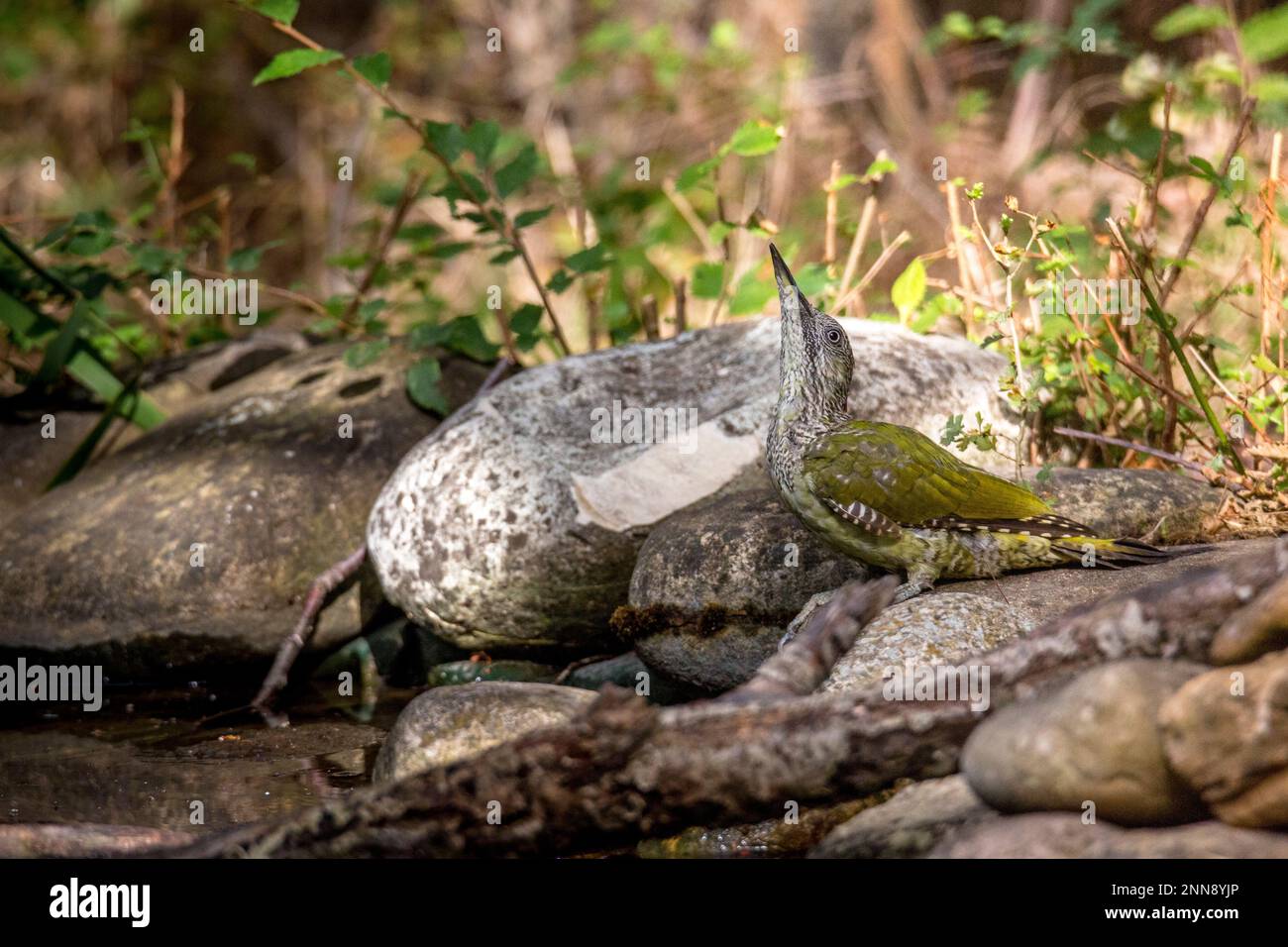 Birds of Italy living in freedom Stock Photo - Alamy