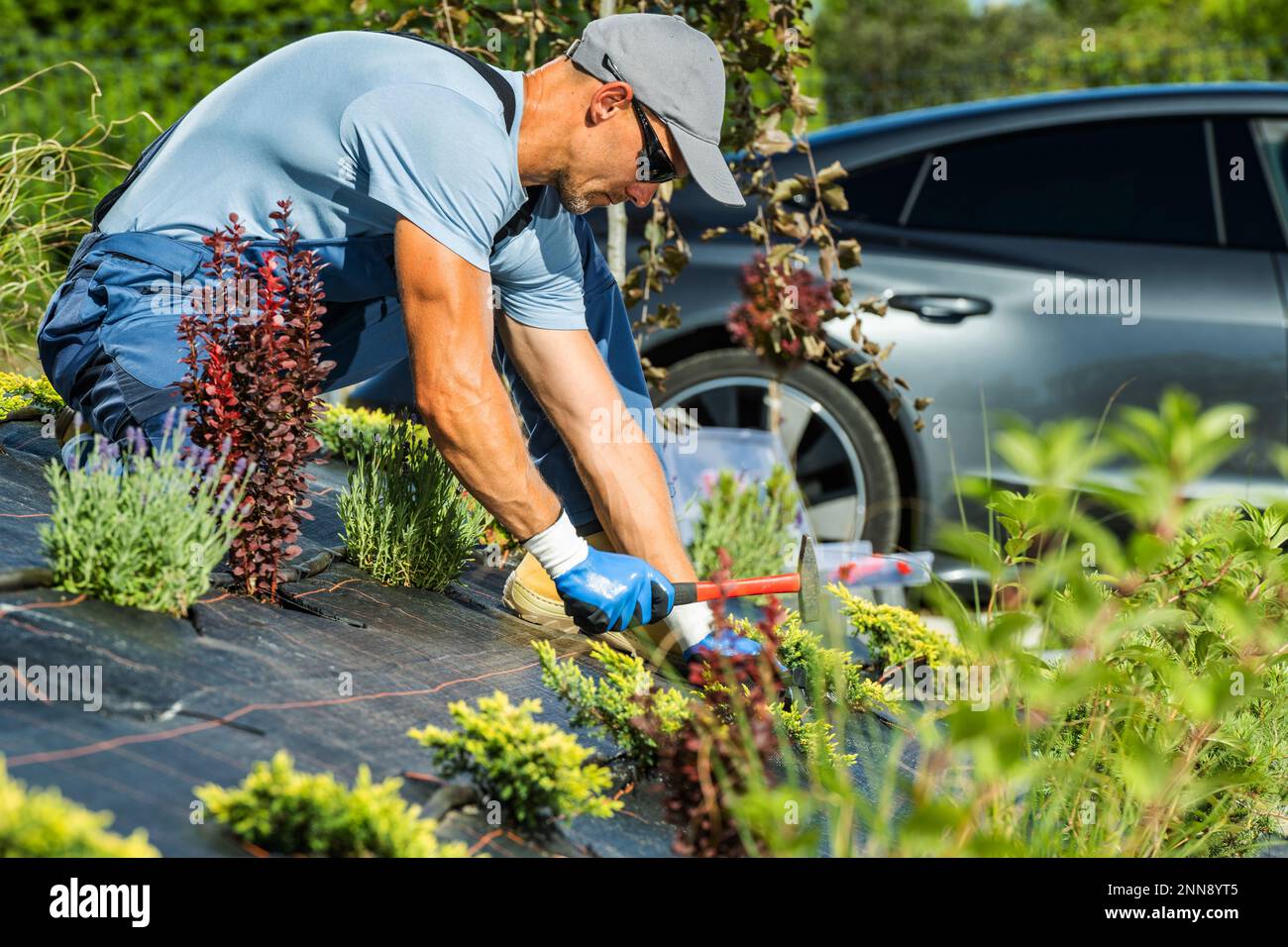 Gardener Installing Drip Line Irrigation System in Residential Front ...