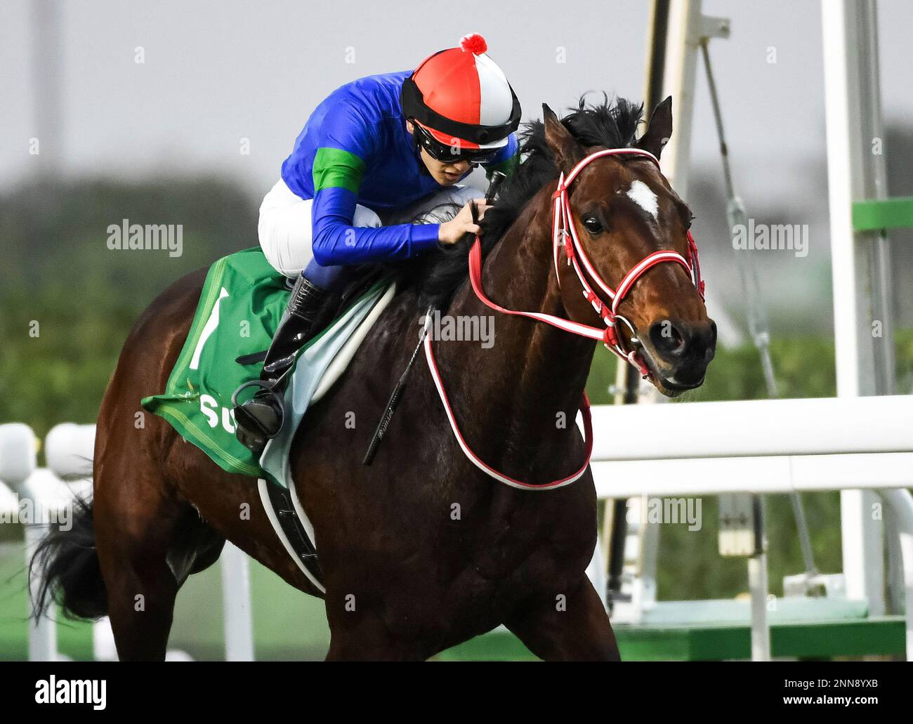 Bathrat Leon with jockey Ryusei Sakai wins 1351 Turf Sprint over 1351m ...