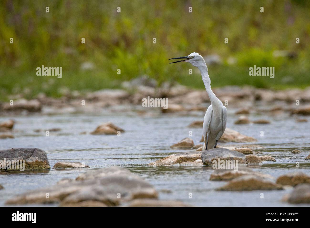 Birds of Italy living in freedom Stock Photo - Alamy