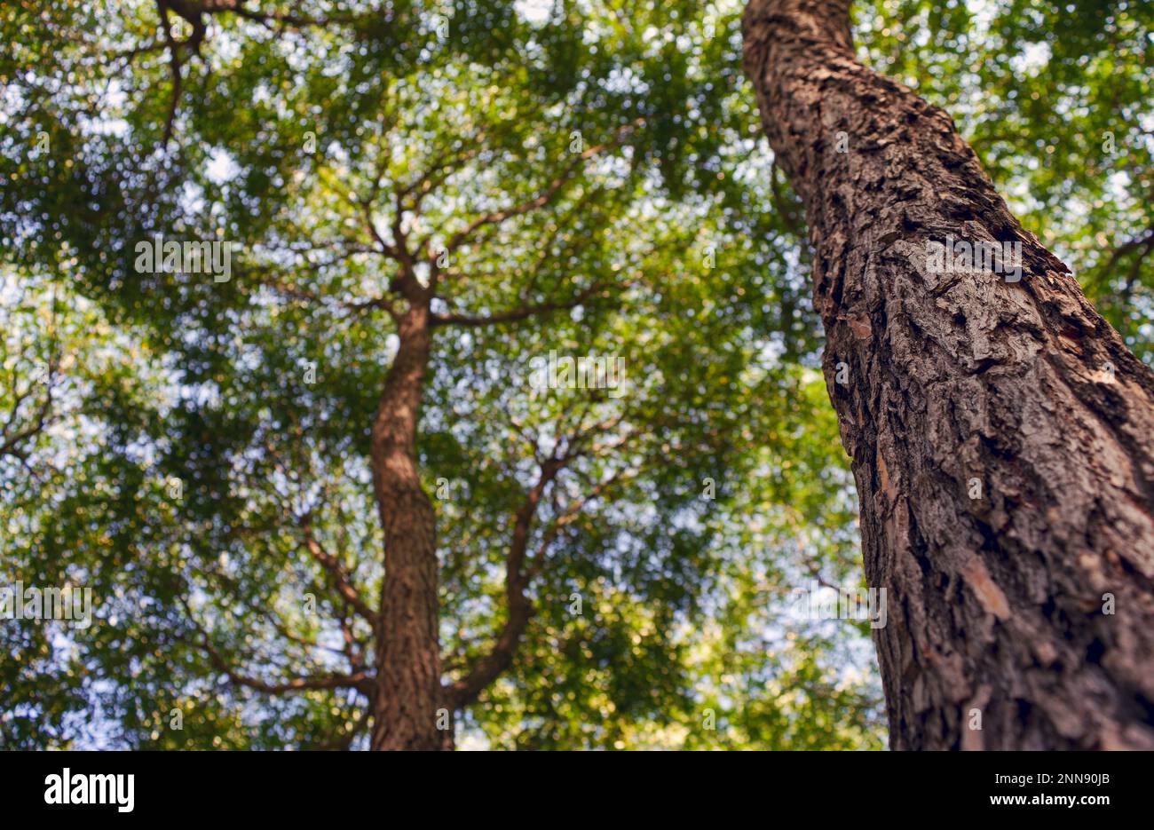 Bottom view to the tree top of a huge Plane tree or Platanus in jungle ...
