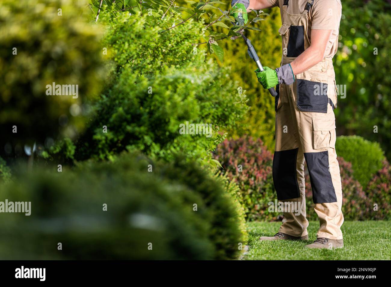 Professional Gardener Trimming Overgrown Branches During Plant Shaping ...