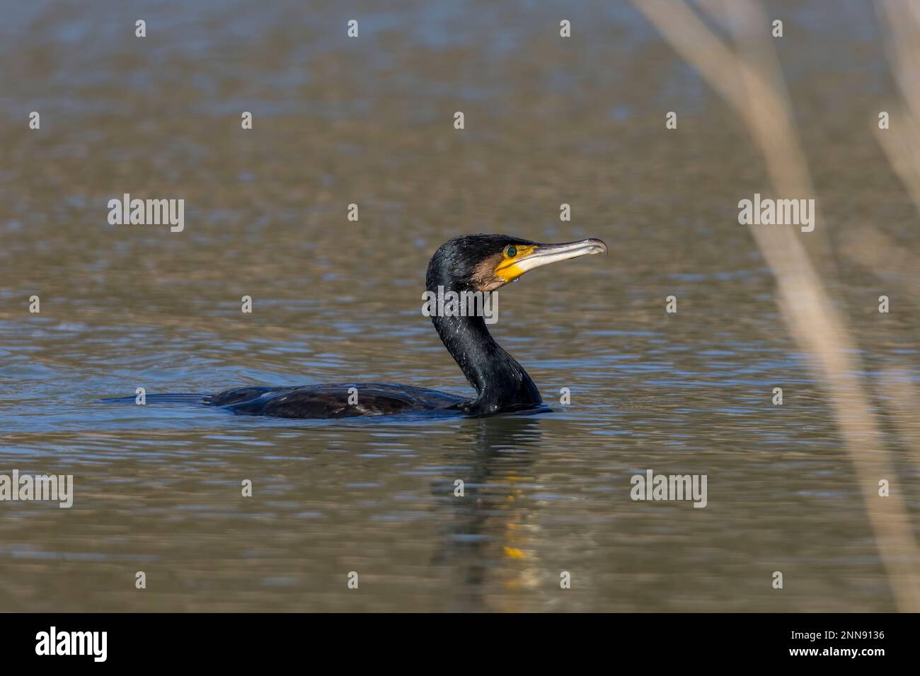 Birds of Italy living in freedom Stock Photo - Alamy