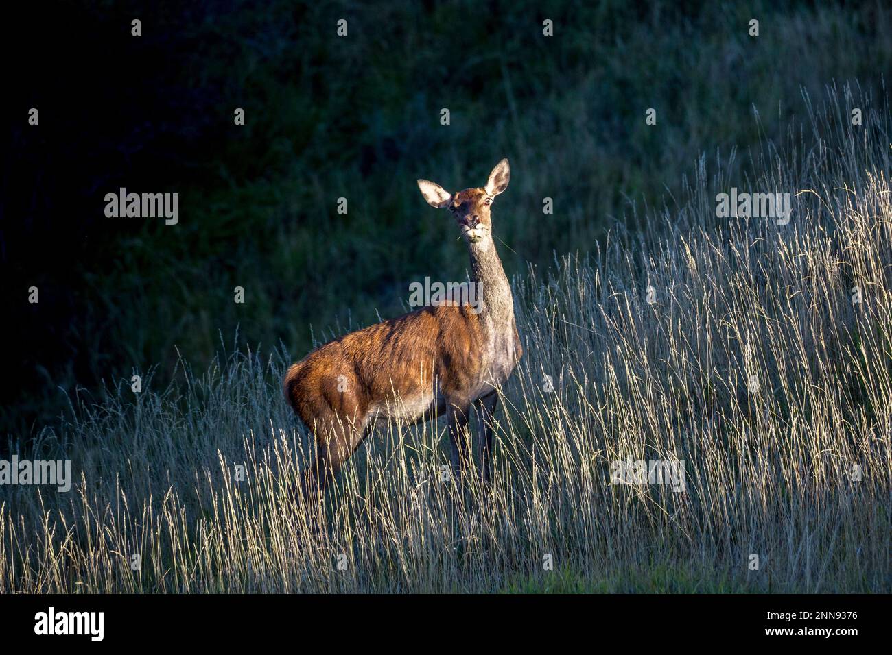 Italian deer photographed in the wild Stock Photo - Alamy